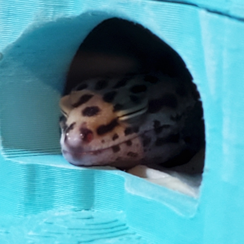 False Rock Reptile Hide by Amdrin - Thingiverse